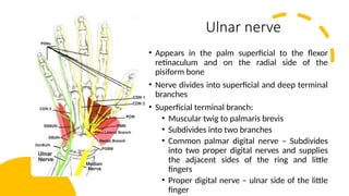 Palm of hand-MUSCLES,BLOOD SUPPLY AND NERVE SUPPLY | PPTX