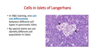 Pancreas slides histology -II.pdf 2nd year mbbs | PDF