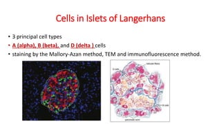 Pancreas slides histology -II.pdf 2nd year mbbs | PDF