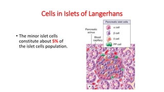 Pancreas slides histology -II.pdf 2nd year mbbs | PDF