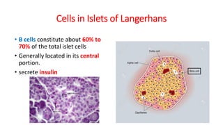 Pancreas slides histology -II.pdf 2nd year mbbs | PDF