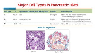 Pancreas slides histology -II.pdf 2nd year mbbs | PDF