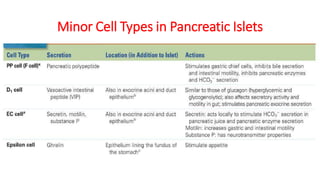 Pancreas slides histology -II.pdf 2nd year mbbs | PDF