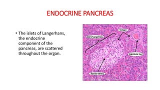 Pancreas slides histology -II.pdf 2nd year mbbs | PDF
