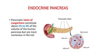Pancreas slides histology -II.pdf 2nd year mbbs | PDF