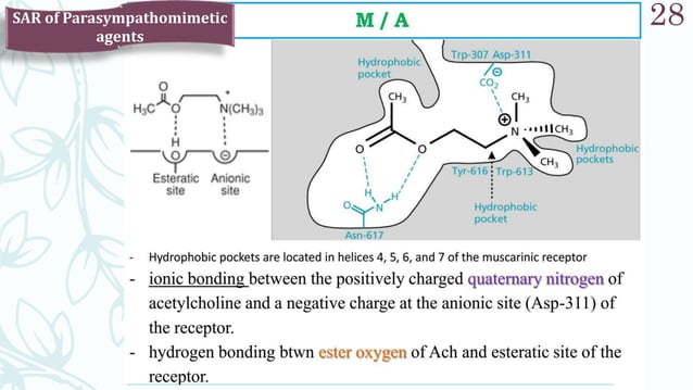UNIT III_cholinergic neurotransmitter agonist | PPTX | Brain and Nervous System Disorders ...