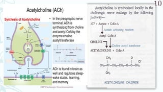 Acetylcholine Neurotransmitter