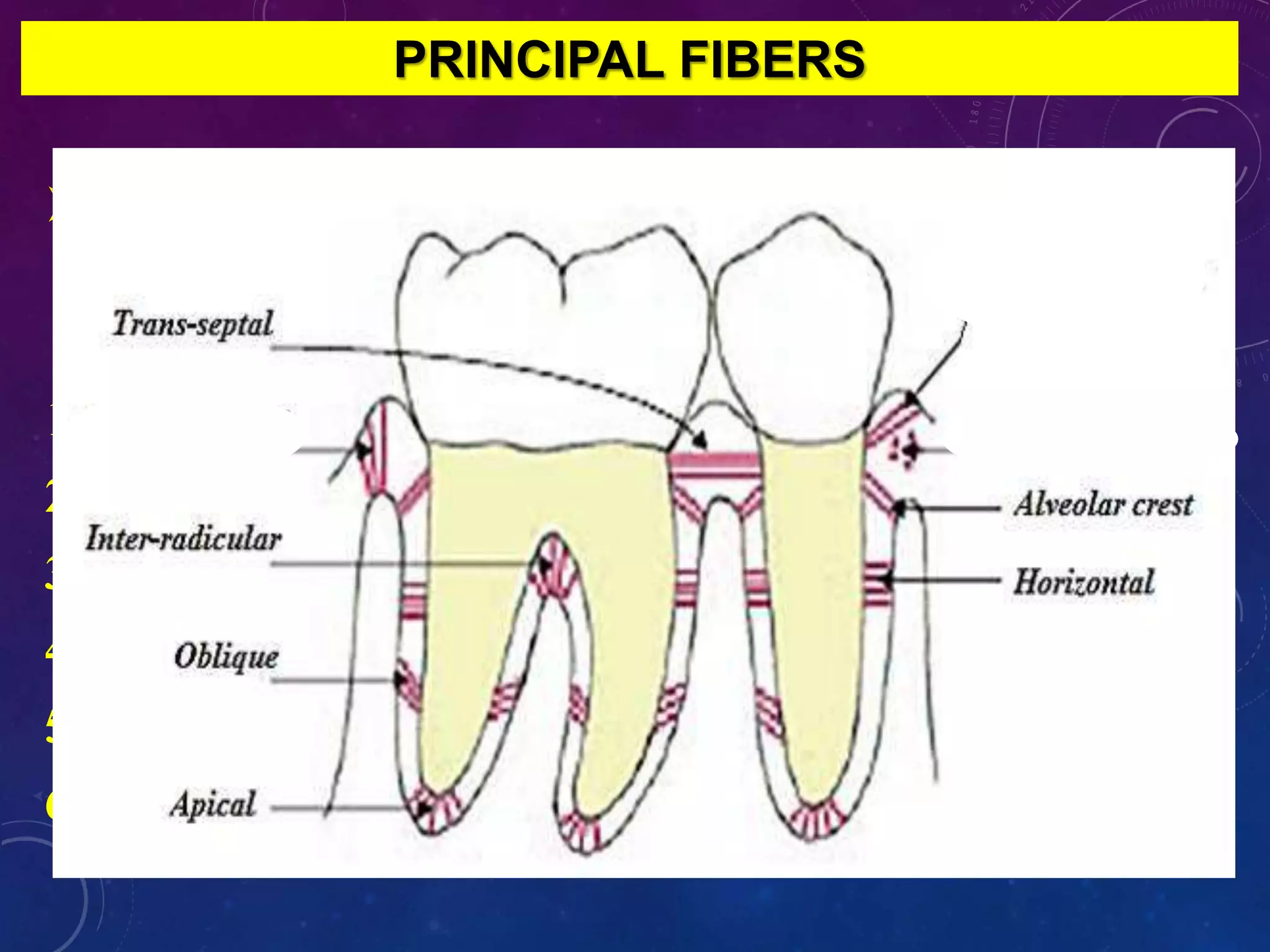 periodontal ligament | PPTX