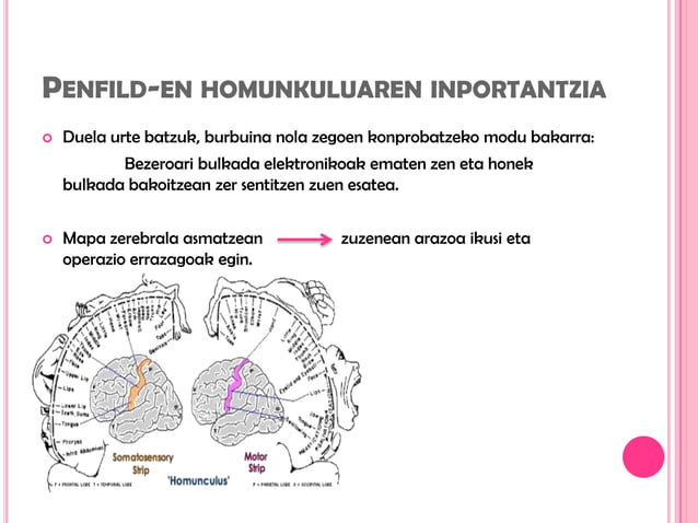 5 penfield en homunkulua eider | PPT