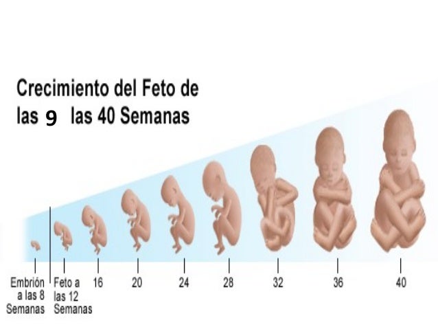 LA ETAPA PRENATAL O FASE PRE-NATAL