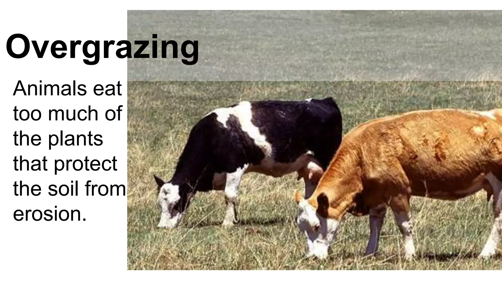 Things that harm the soil | PPTX