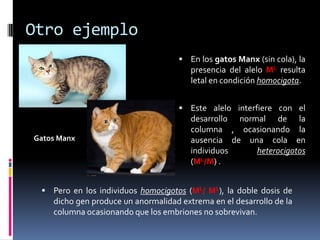 Pleiotropía y genes letales | PPT