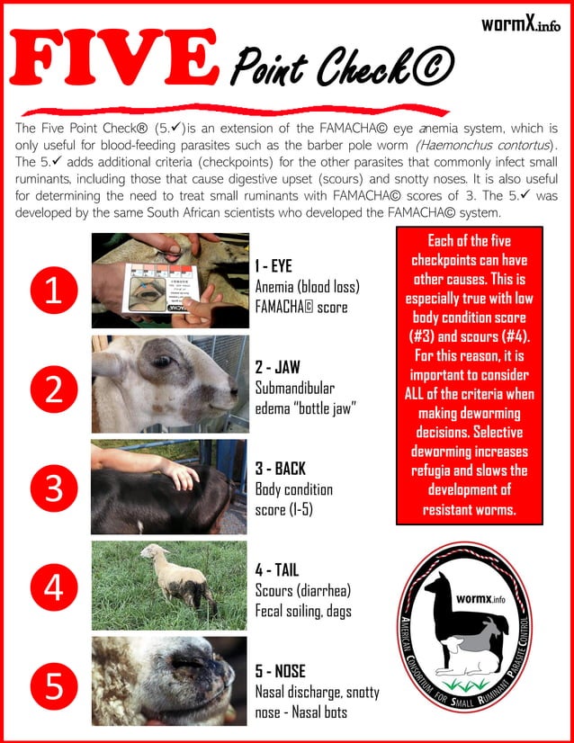 Five Point Check | PDF | Infectious Diseases | Diseases and Conditions