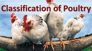 5 _ Poultry.pptx