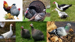 5 _ Poultry.pptx