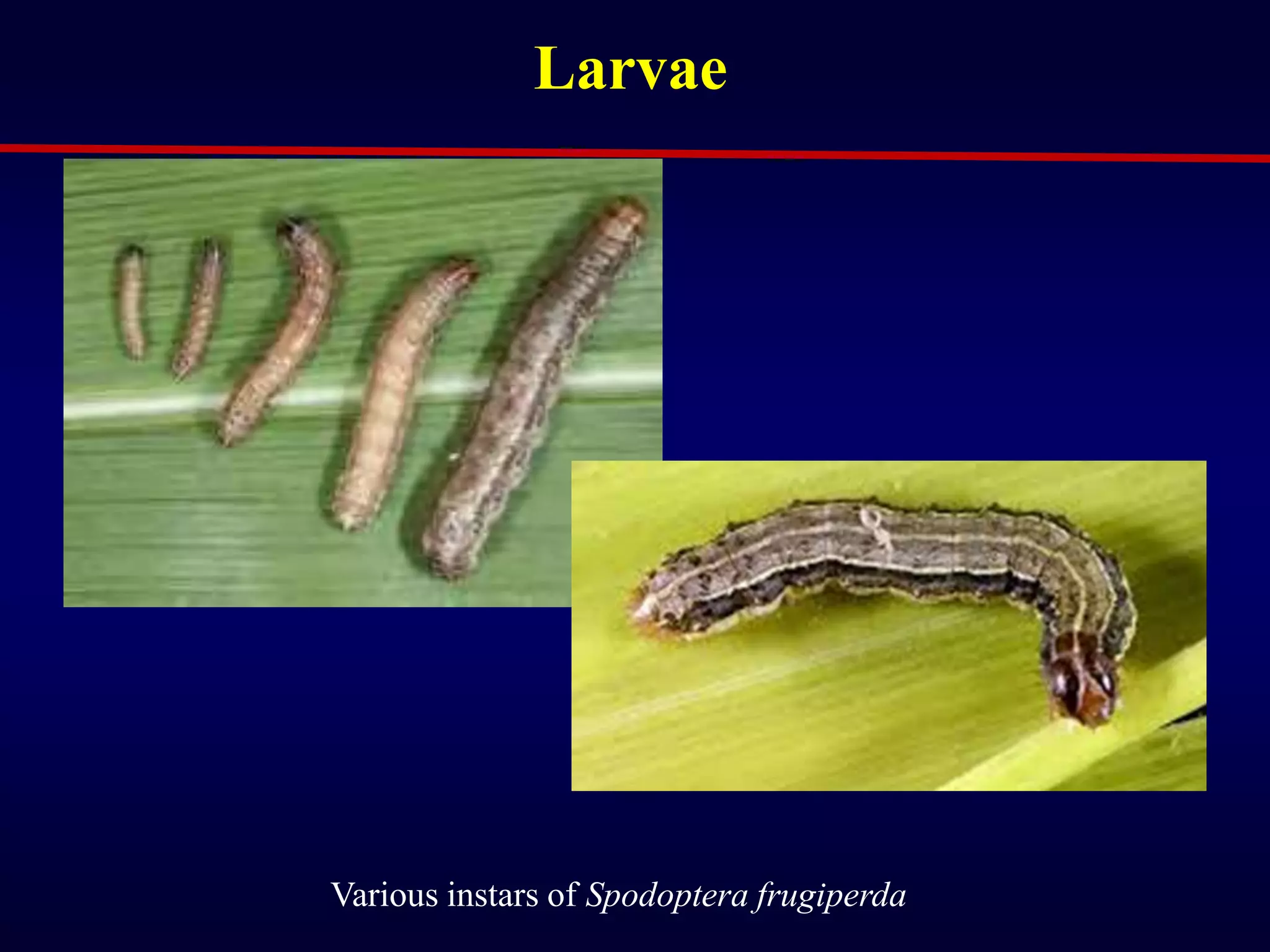 Fall army worm (Spodoptera frugiperda) | PPT