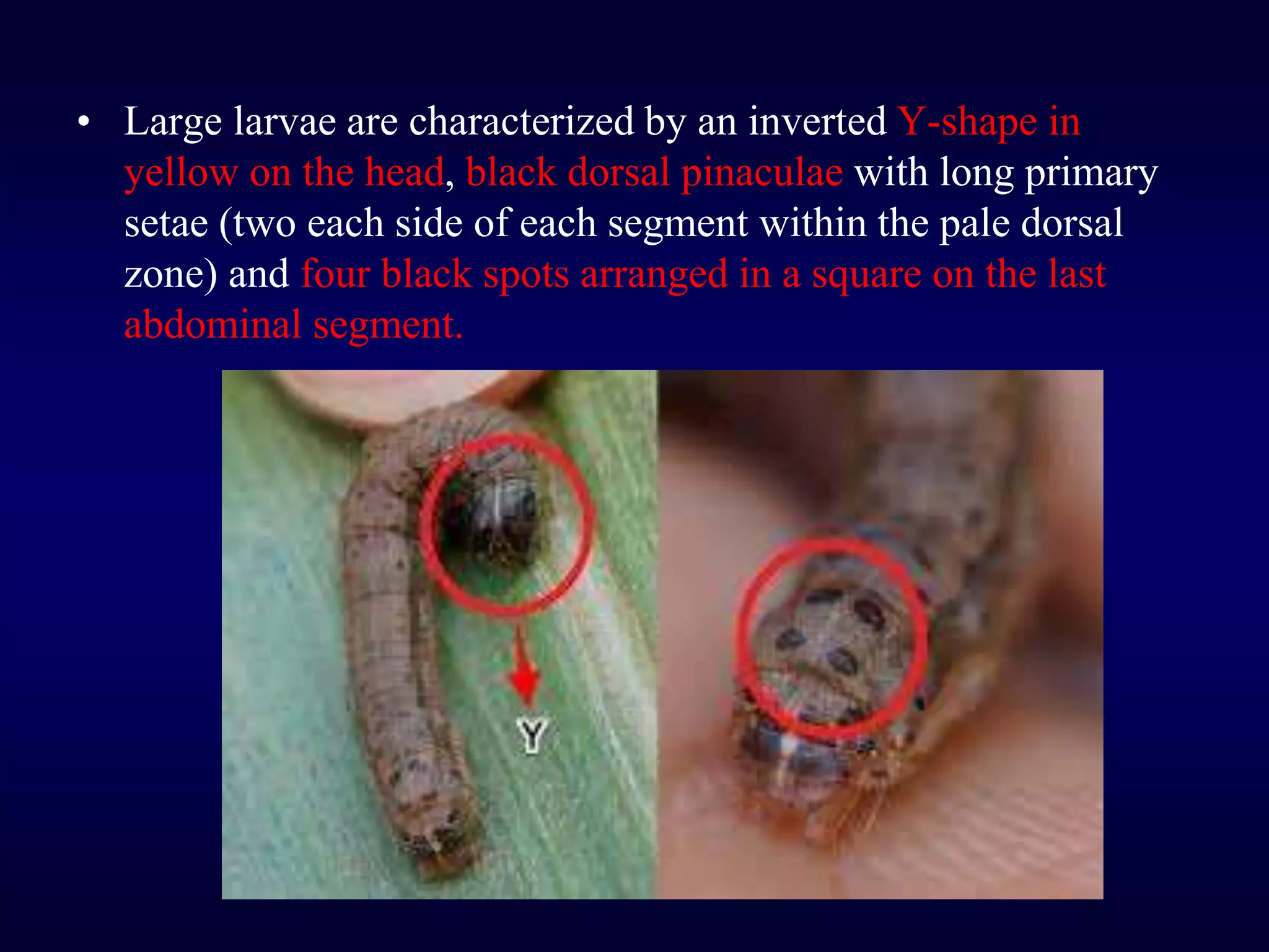 Fall army worm (Spodoptera frugiperda) | PPT