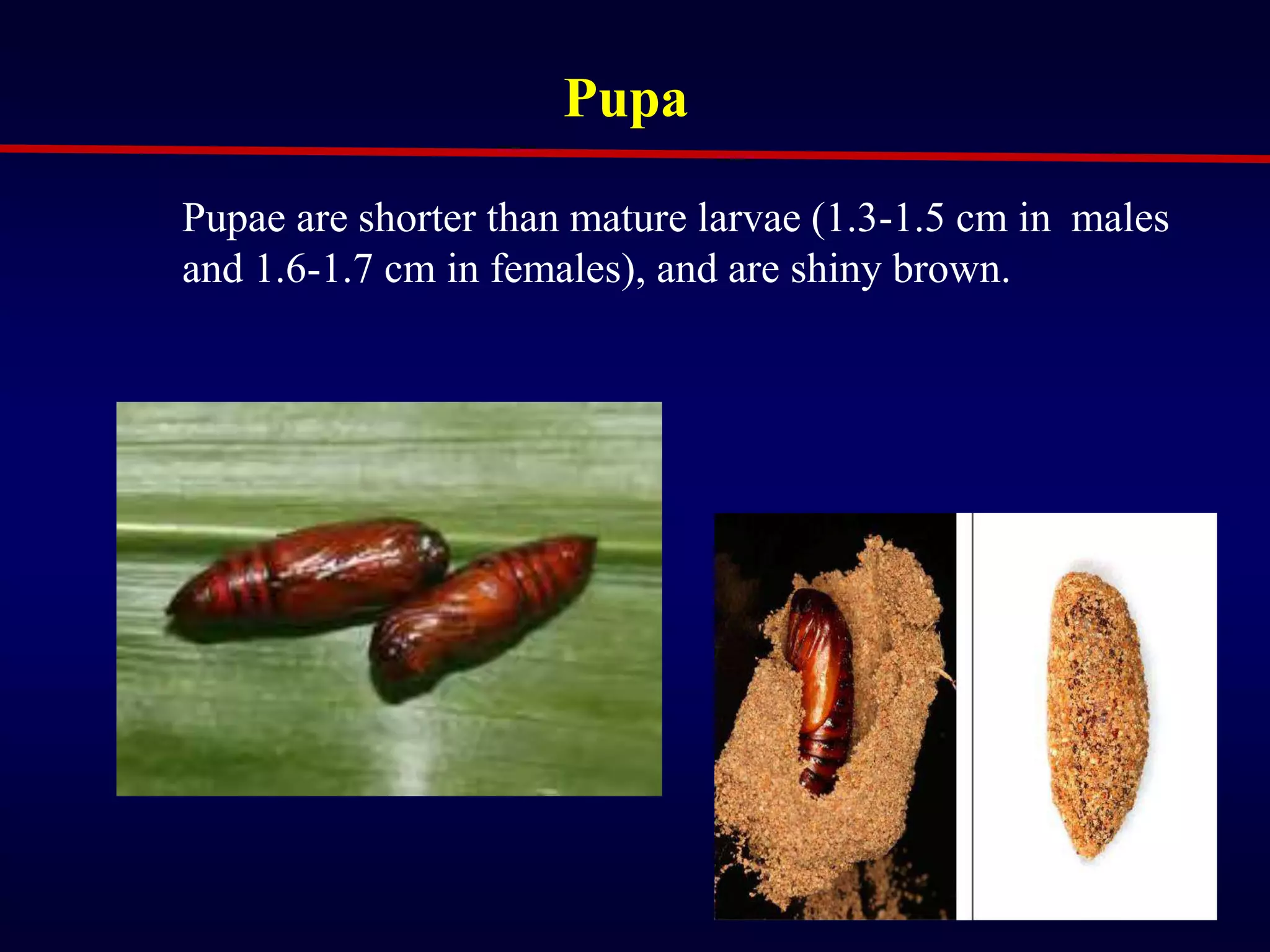 Fall army worm (Spodoptera frugiperda) | PPT
