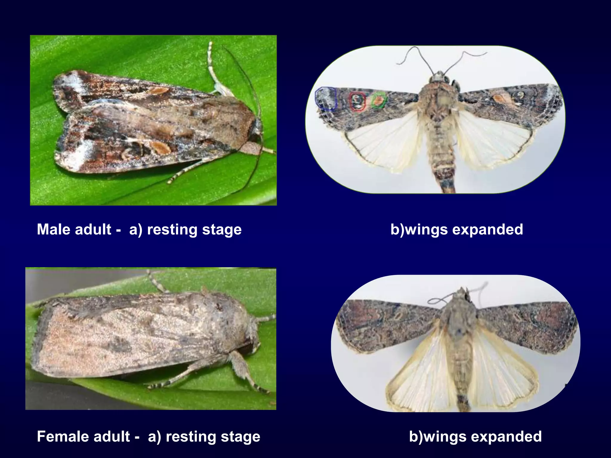 Fall army worm (Spodoptera frugiperda) | PPT