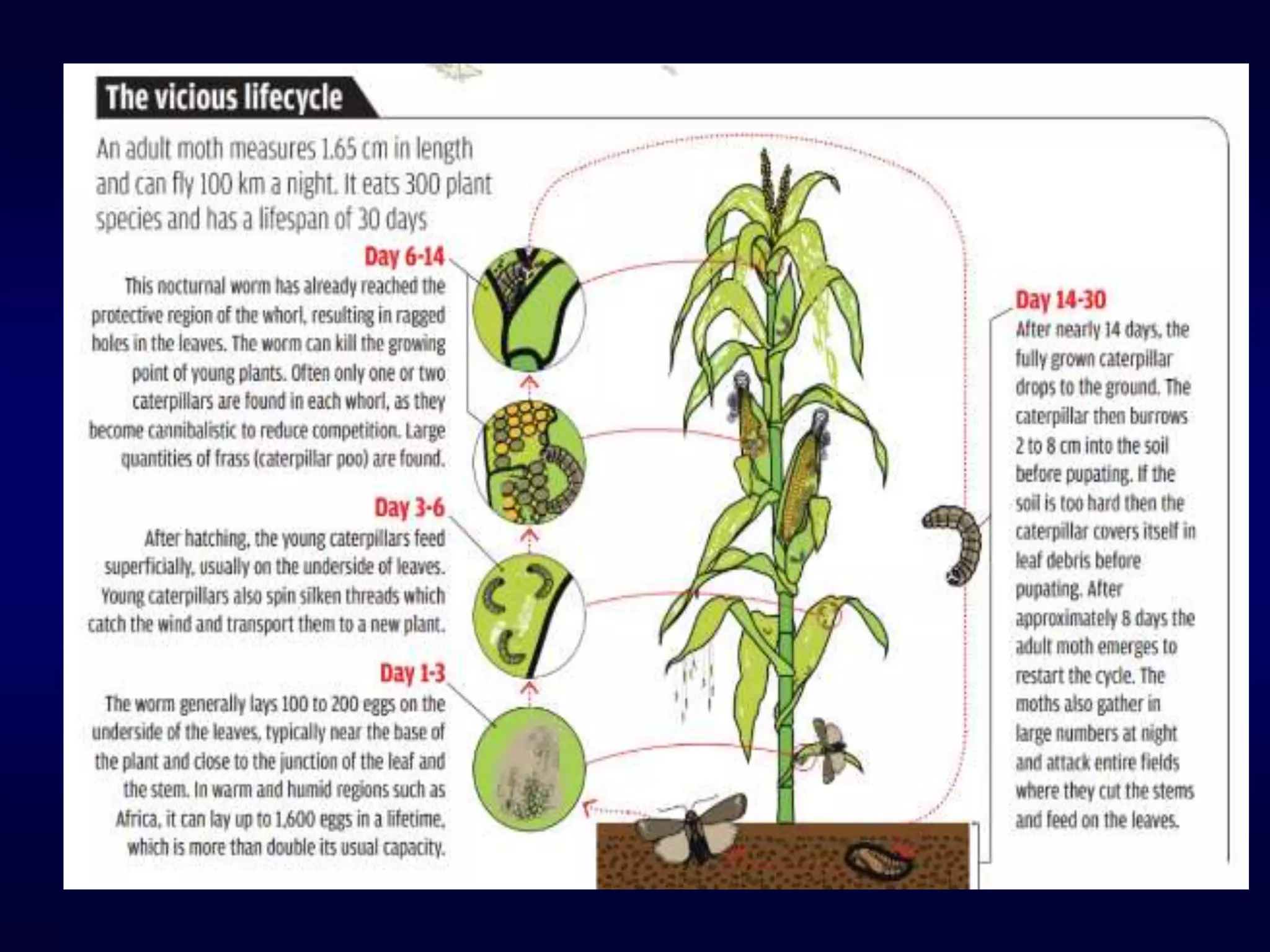 Fall army worm (Spodoptera frugiperda) | PPT