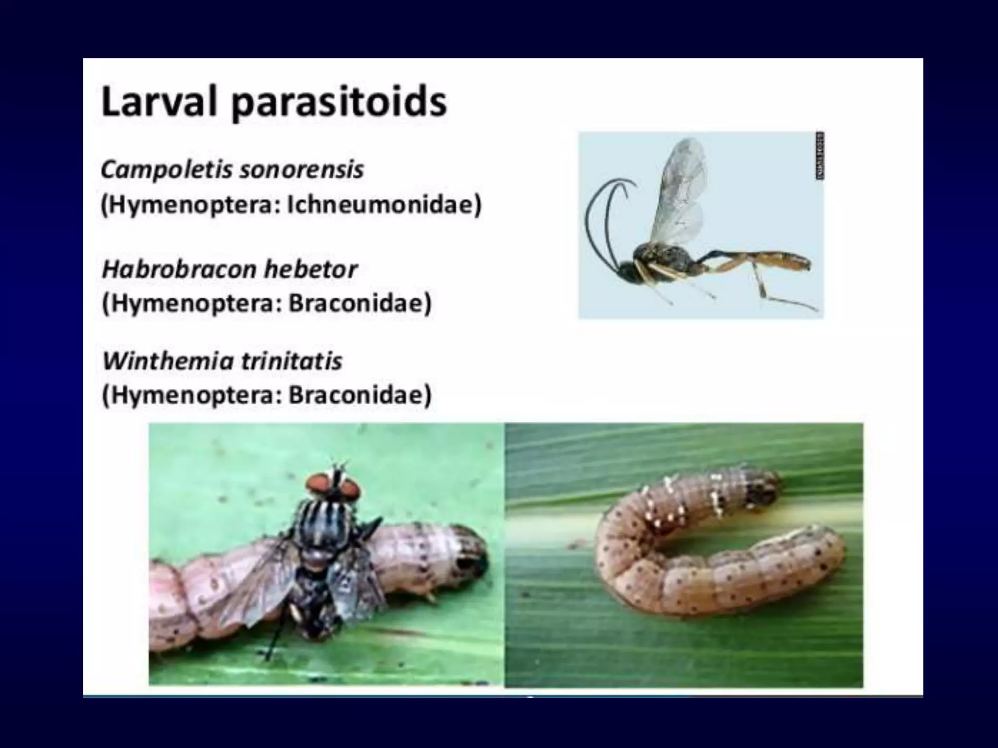 Fall army worm (Spodoptera frugiperda) | PPT