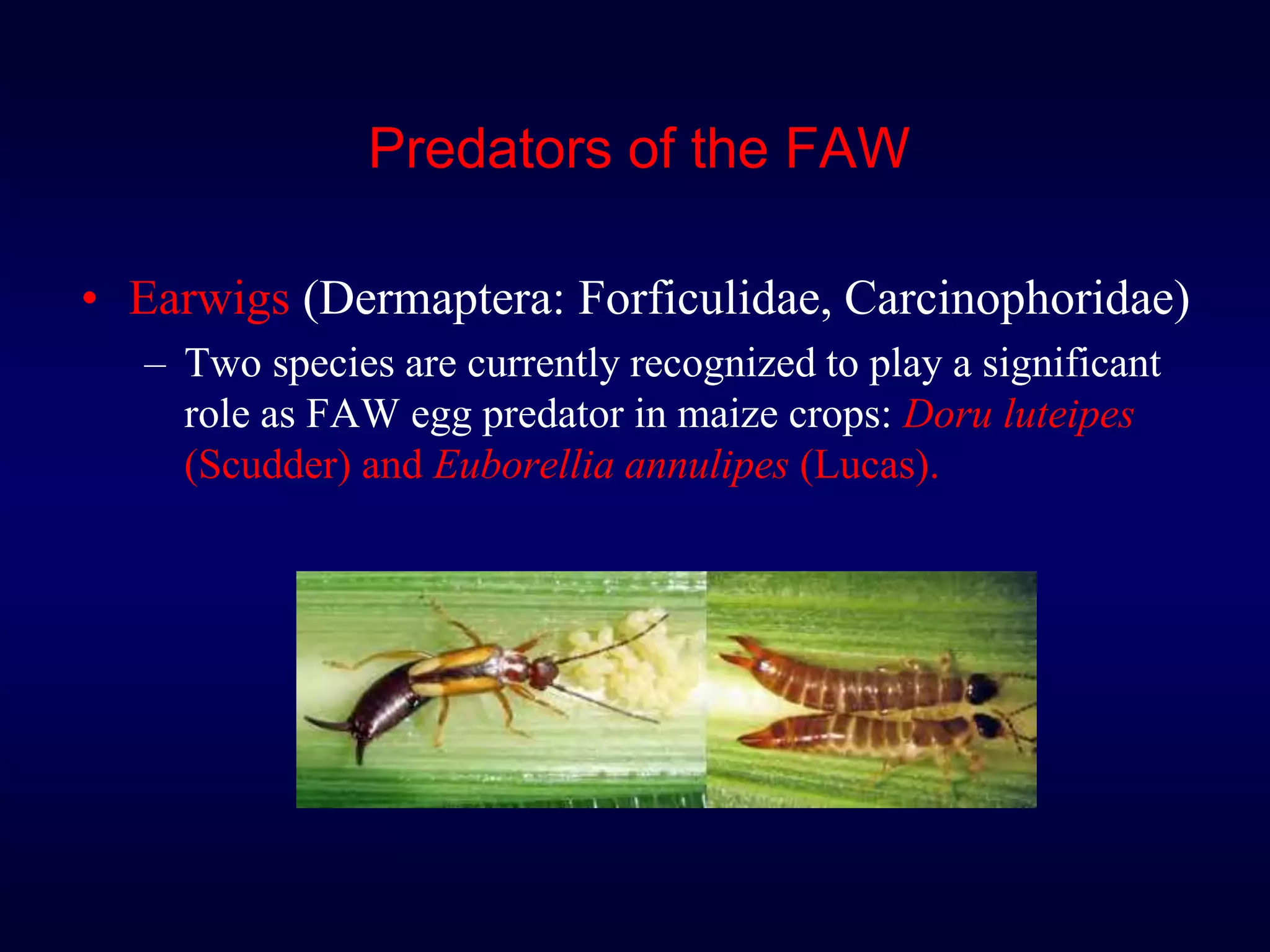 Fall army worm (Spodoptera frugiperda) | PPT