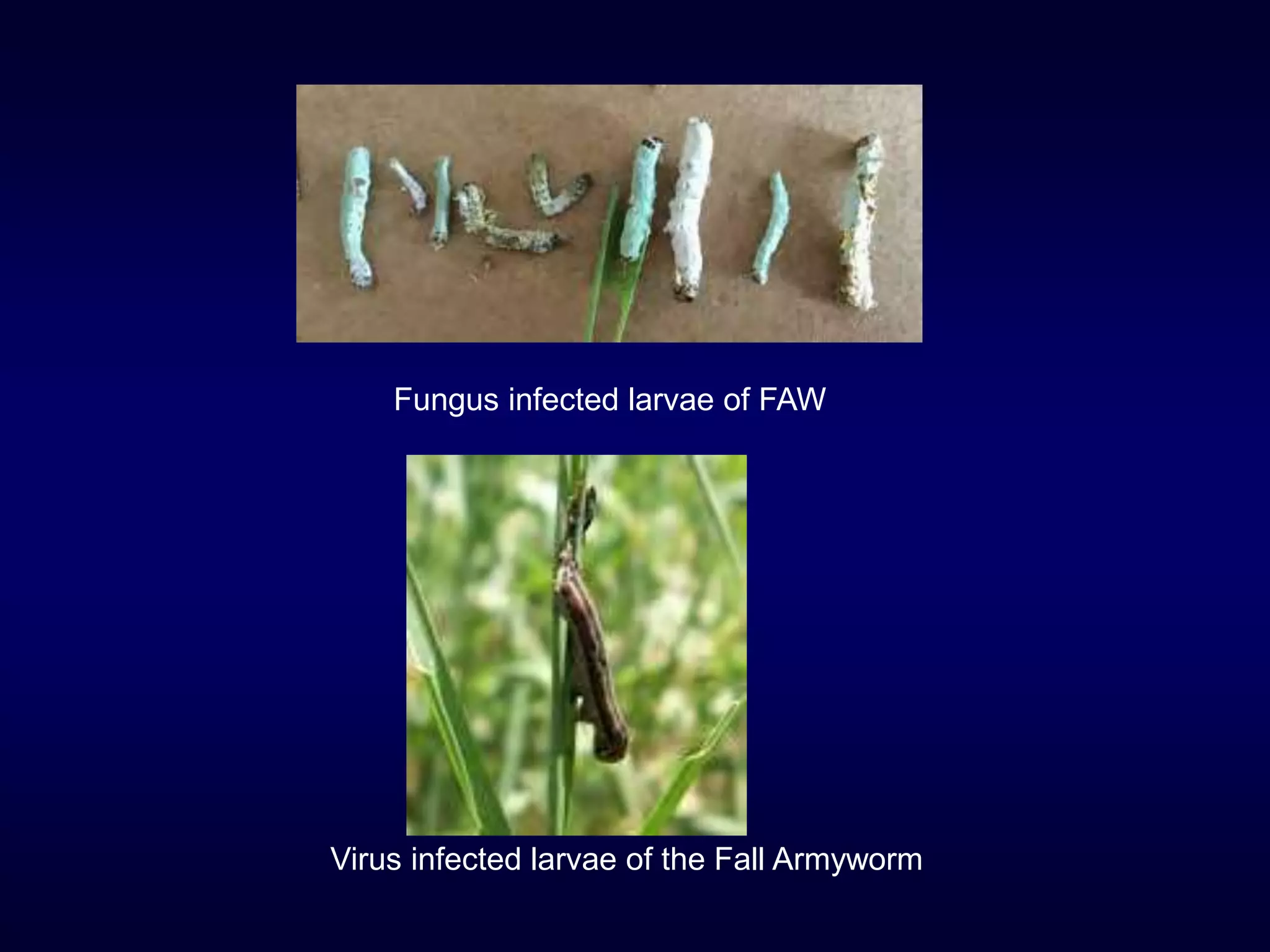 Fall army worm (Spodoptera frugiperda) | PPT
