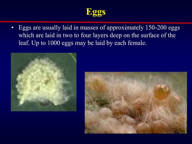 Fall army worm (Spodoptera frugiperda) | PPT