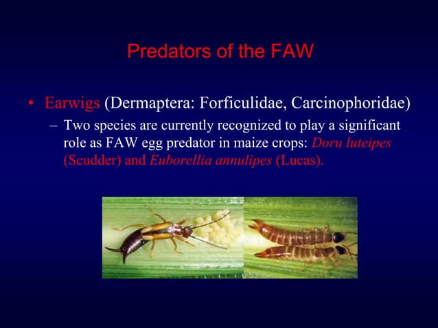 Fall army worm (Spodoptera frugiperda) | PPT | Agriculture | Industries