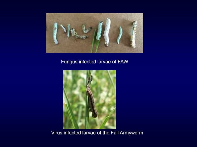 Fall army worm (Spodoptera frugiperda) | PPT | Agriculture | Industries