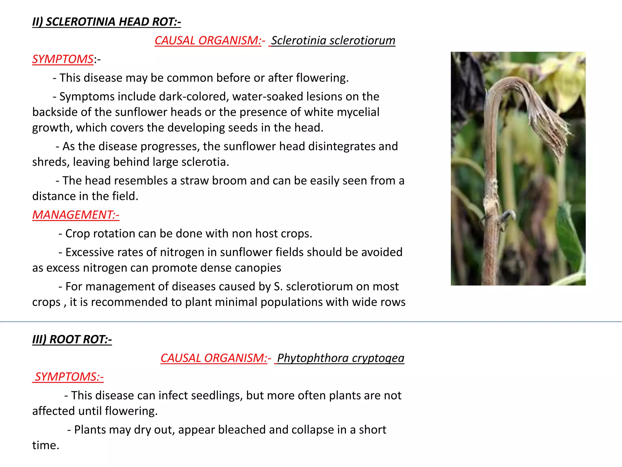 SAFFlOWER DISEASES | PPTX
