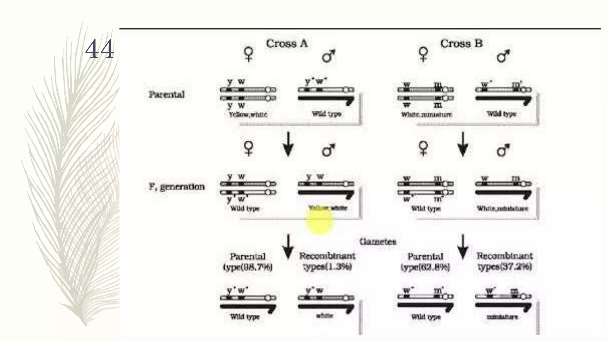 5 principles of inheritance and variation | PPT