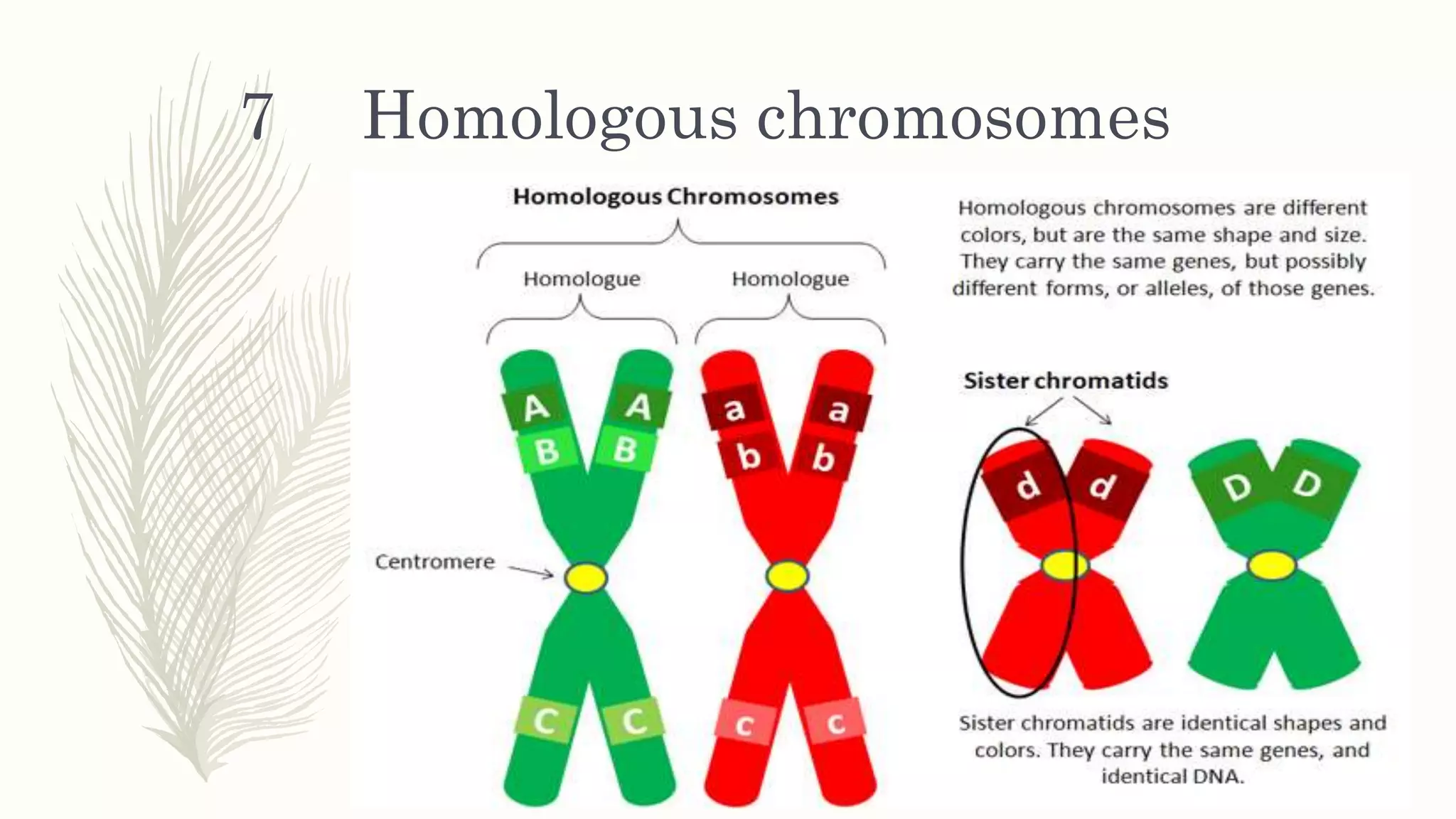 5 principles of inheritance and variation | PPT