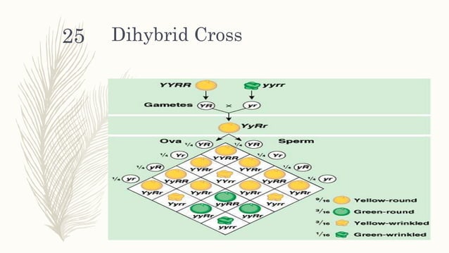 5 principles of inheritance and variation | PPT