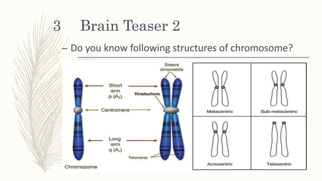 5 principles of inheritance and variation | PPT