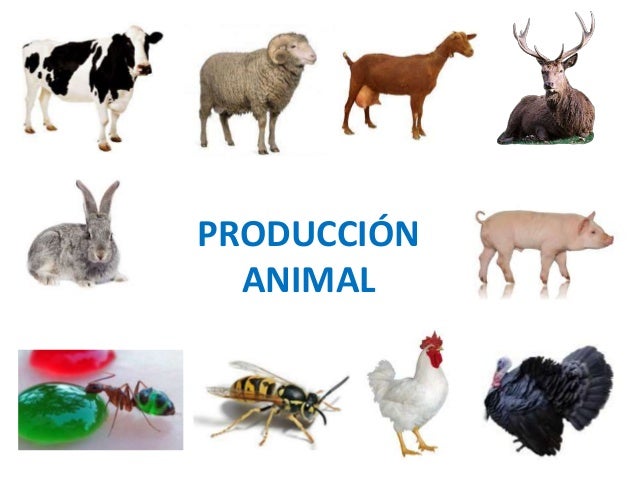5 Producción animal