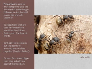 Photography Proportion