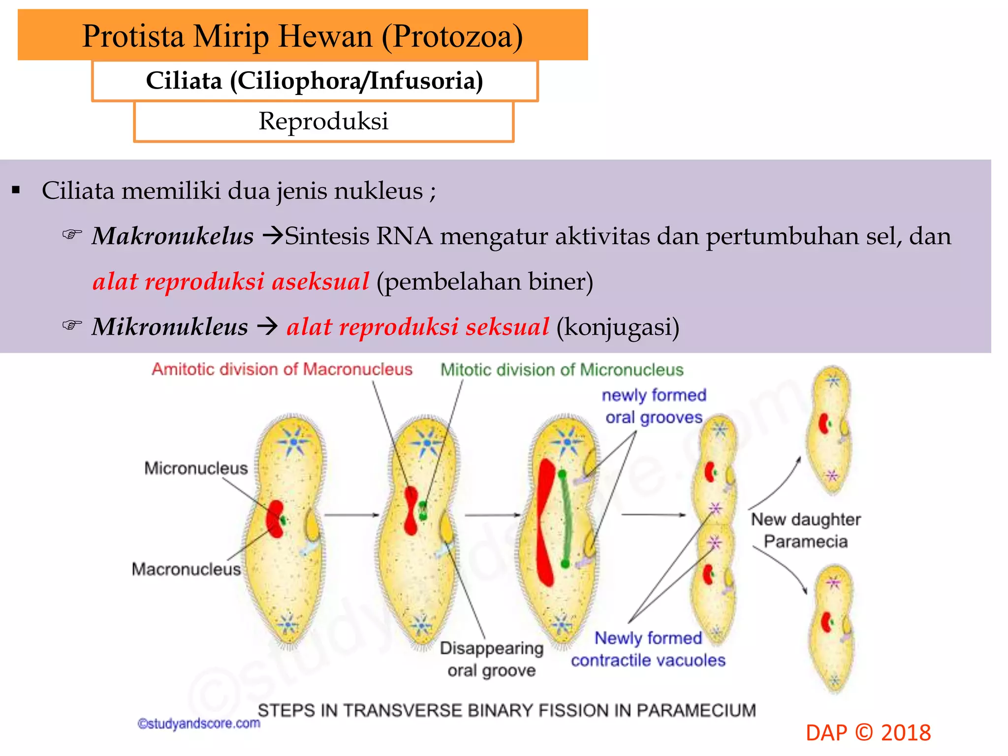 Kingdom Protista | PPTX