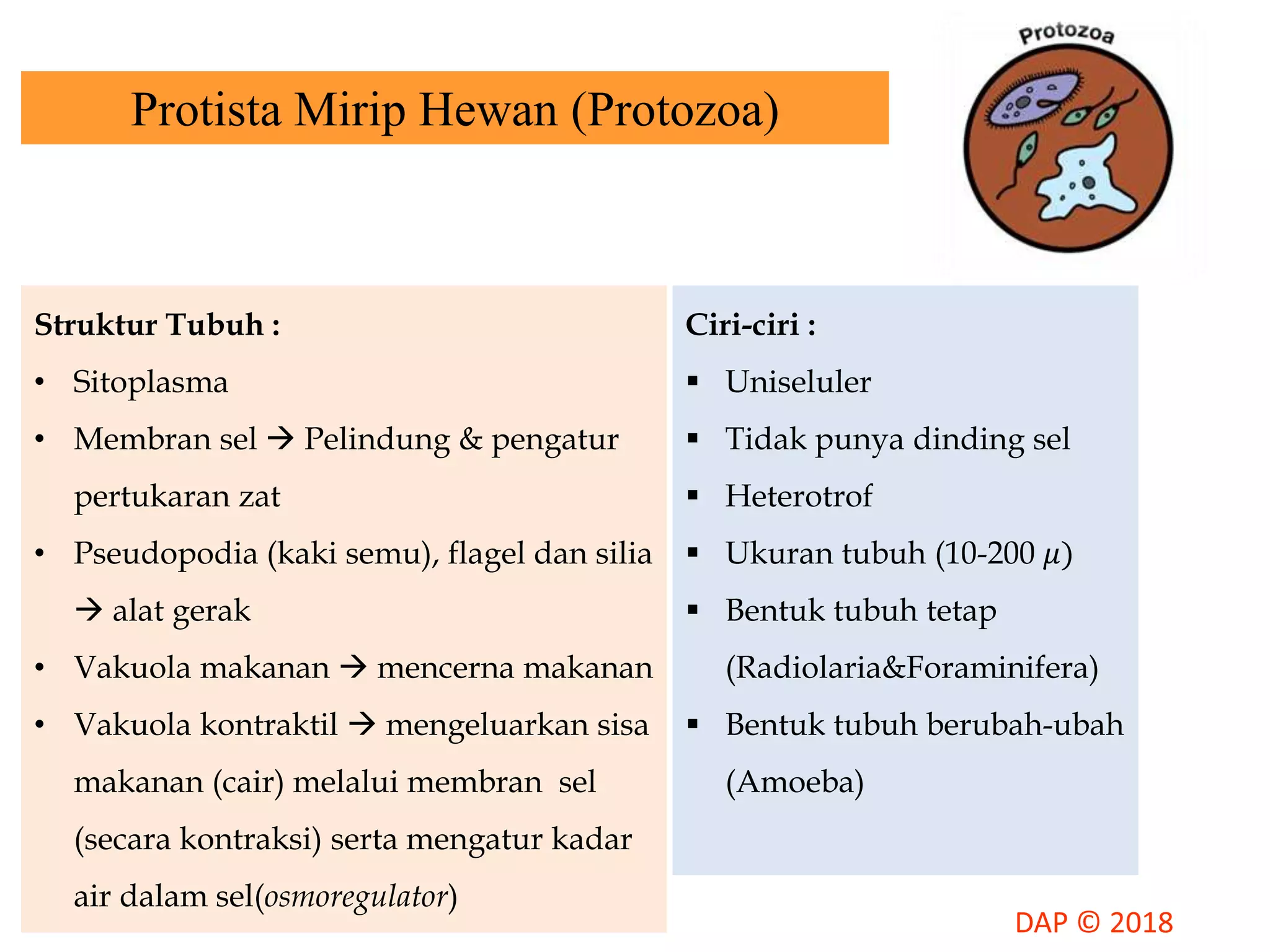 Kingdom Protista | PPTX