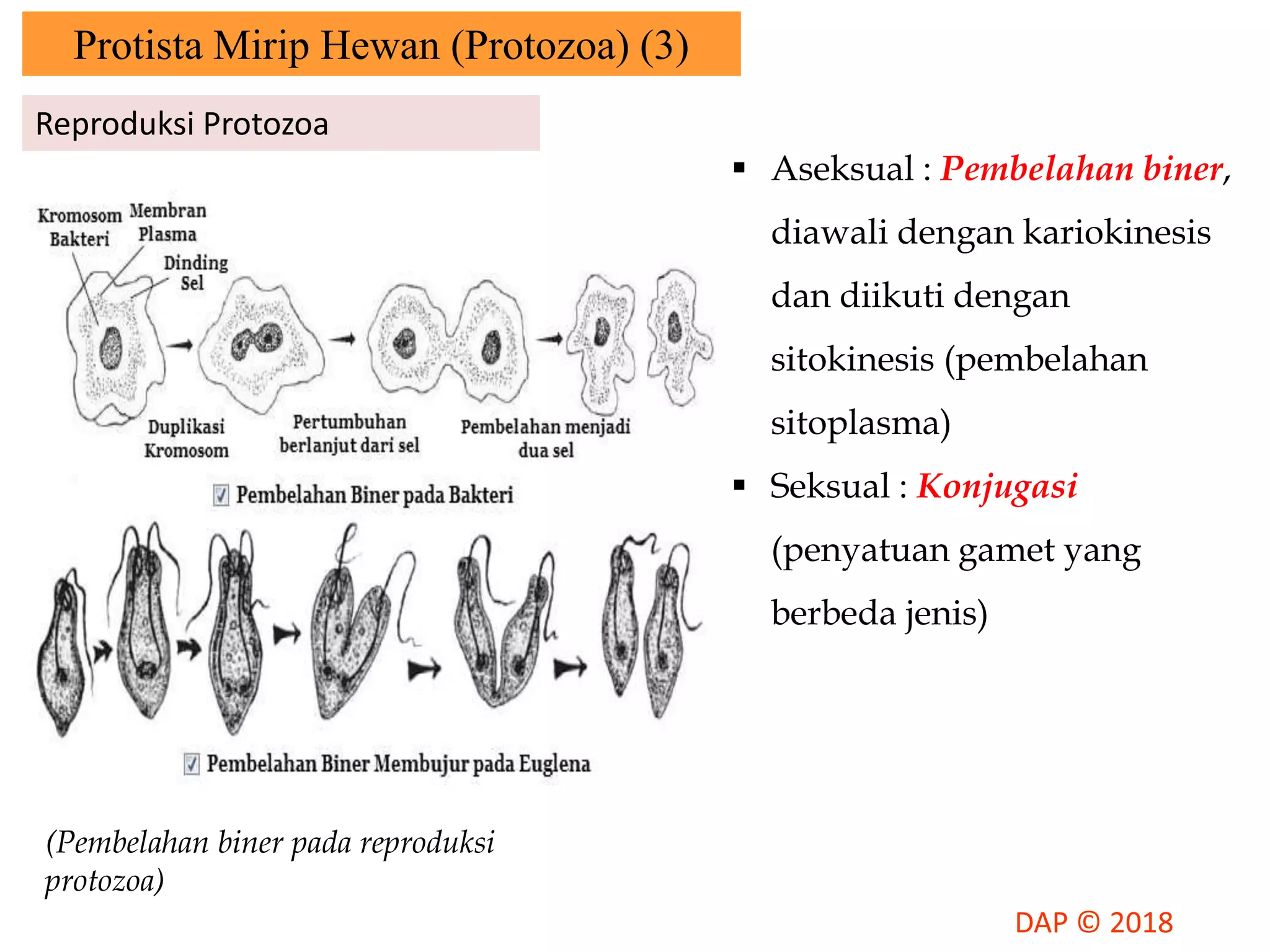 Kingdom Protista | PPTX
