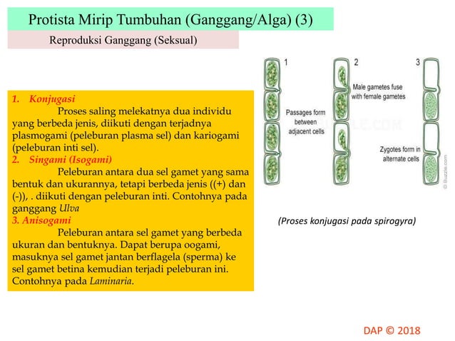 Kingdom Protista | PPTX