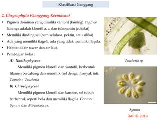Kingdom Protista | PPTX