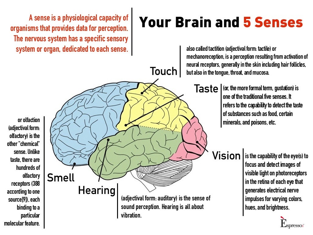 Your Brain And 5 Senses your-brain-and-5-senses