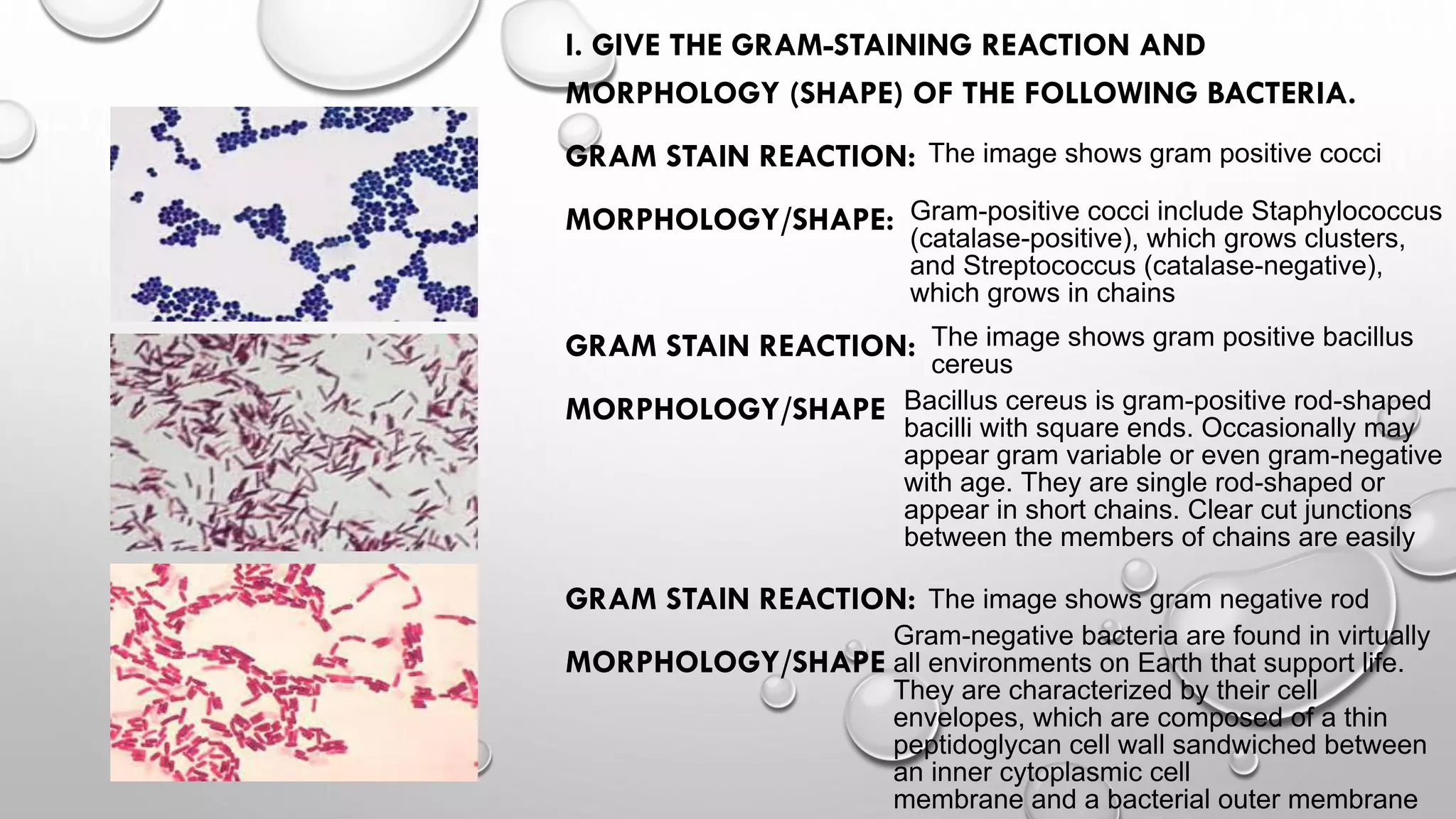 MP_LAB_3-_Gram_Staining.pdf