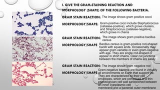 MP_LAB_3-_Gram_Staining.pdf