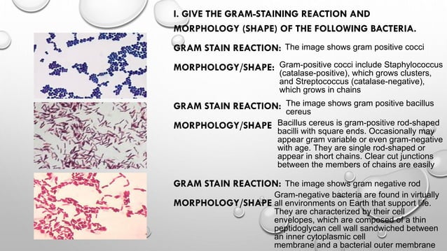 MP_LAB_3-_Gram_Staining.pdf