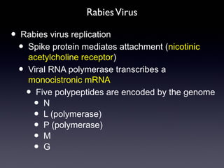 Rabies & Polio | PPT