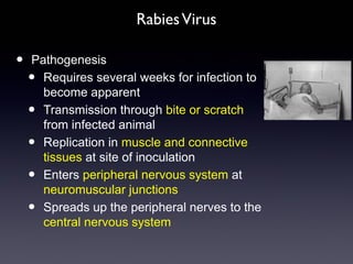 Rabies & Polio | PPT