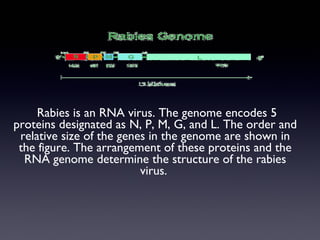Rabies & Polio | PPT