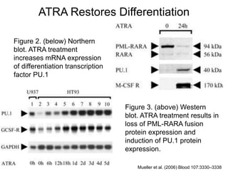 Retinoic Acid Receptor Alpha | PPTX